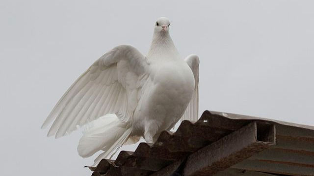 La Colombe symbolisme