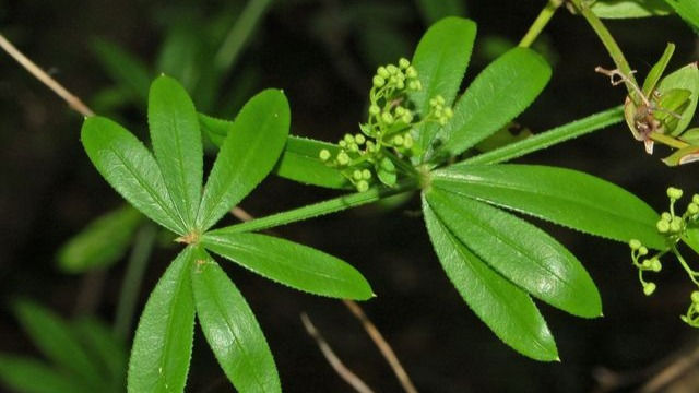 La Garance symbolisme