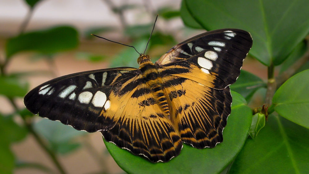 Le Papillon symbolisme