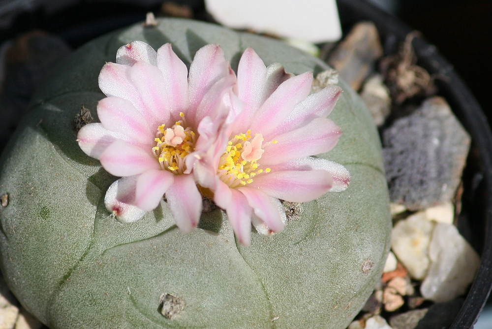 Le Peyotl symbolisme