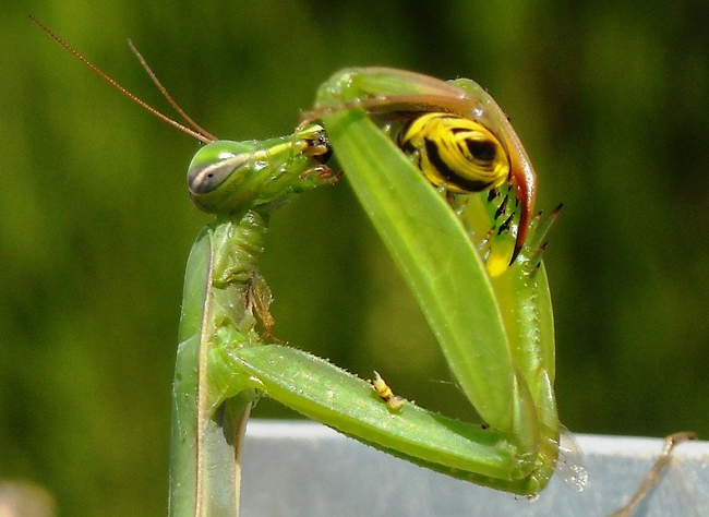 La Mante religieuse symbolisme