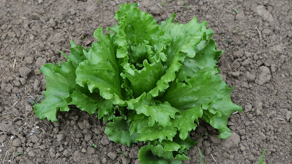 La Laitue symbolisme