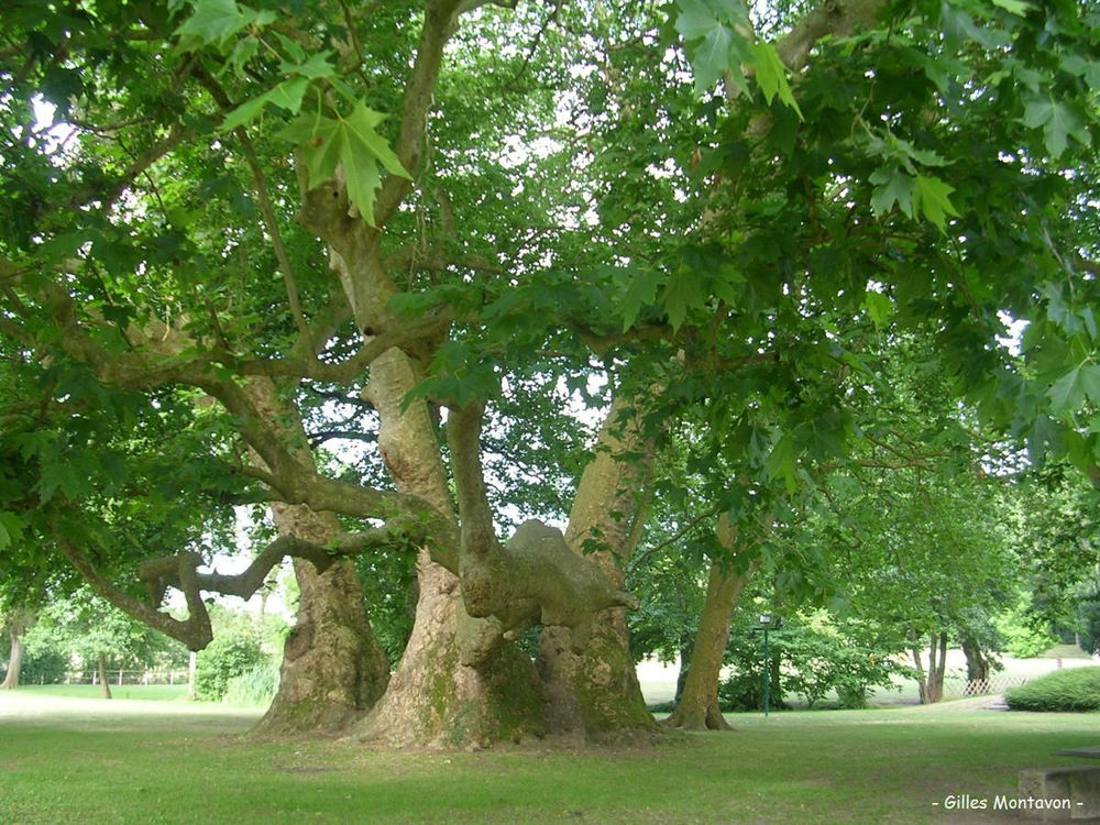 Le Platane symbolisme