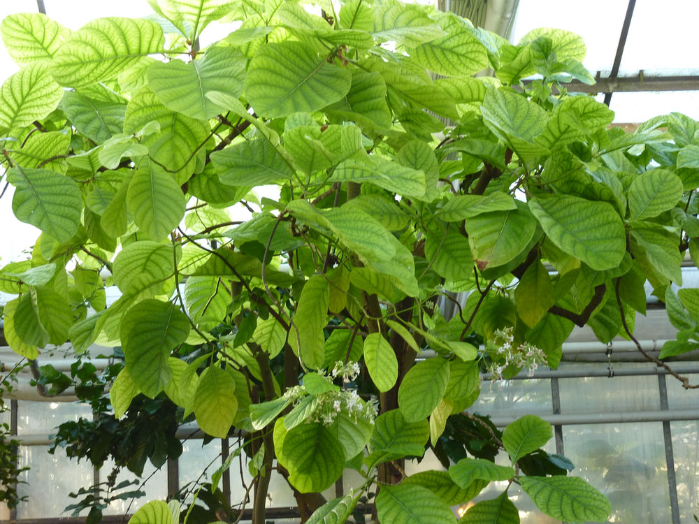 Le Quinquina symbolisme