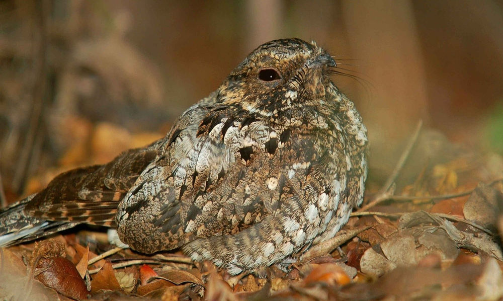 L'Engoulevent symbolisme