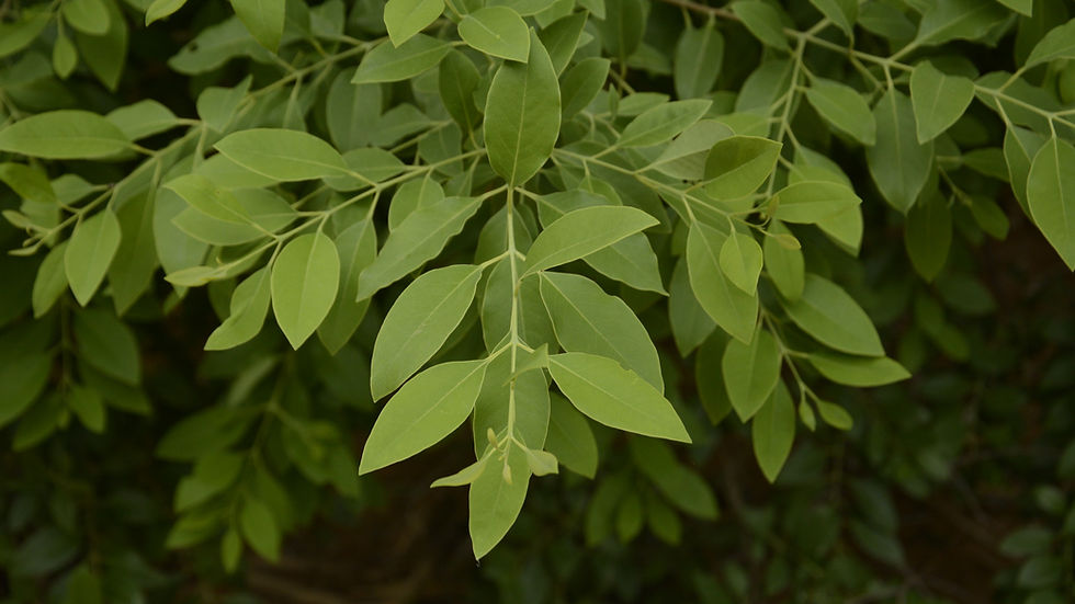 Le Santal symbolisme