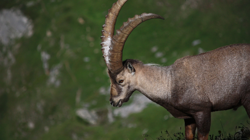 Le Bouquetin symbolisme