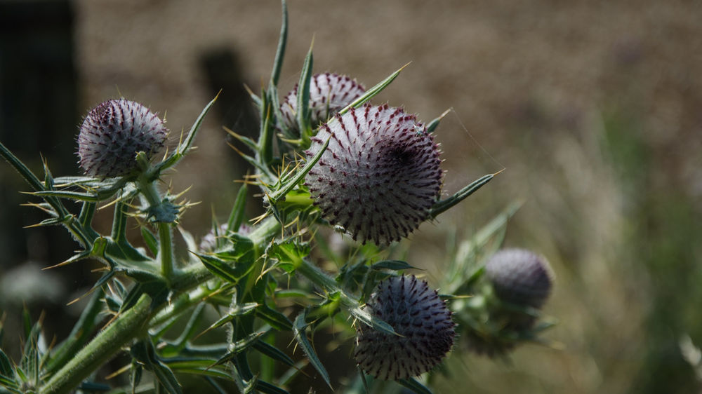Le Chardon symbolisme