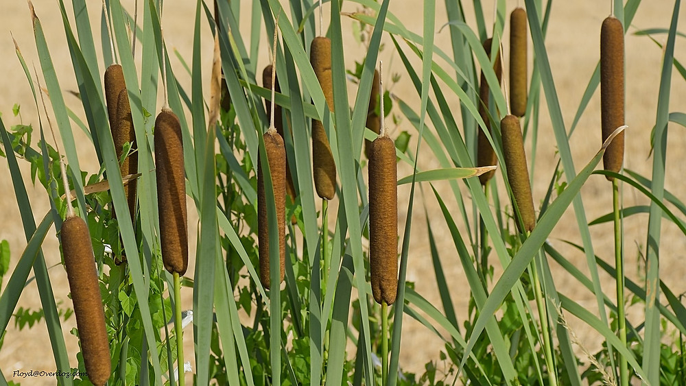 Le Roseau symbolisme