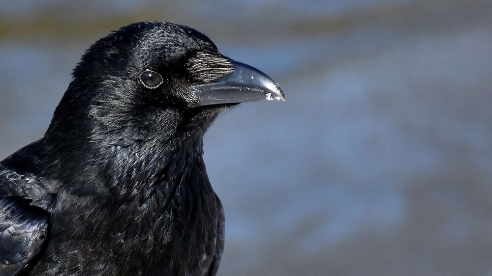 Le Corbeau symbolisme