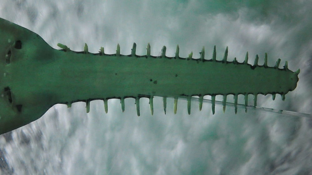 Le Poisson-scie symbolisme