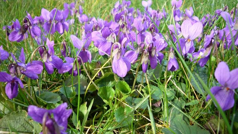 La Violette symbolisme