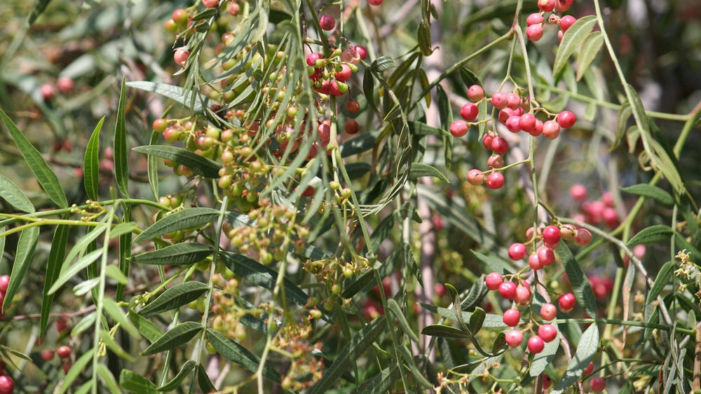 Le Poivrier symbolisme