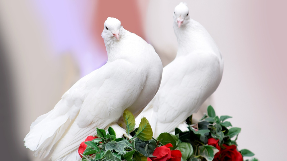 La Colombe symbolisme