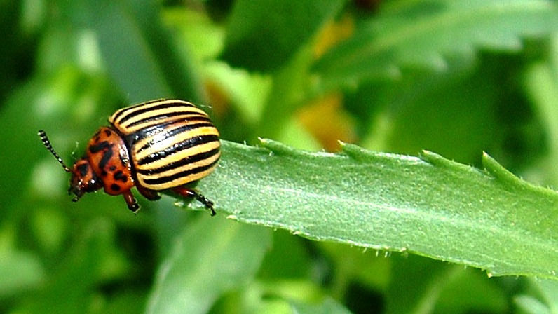 Le Doryphore symnbolisme