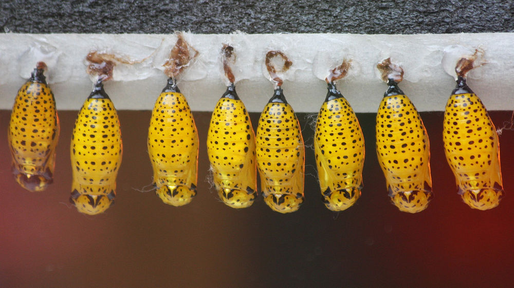 La Chrysalide symbolisme