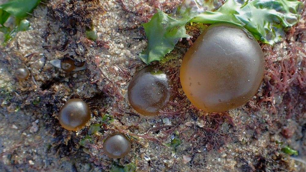 Les Algues brunes symbolisme