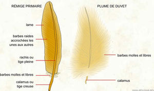 La Plume
