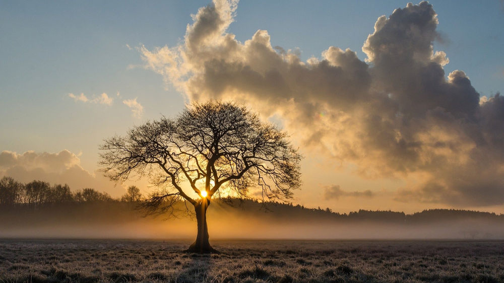 La symbolique de l'arbre