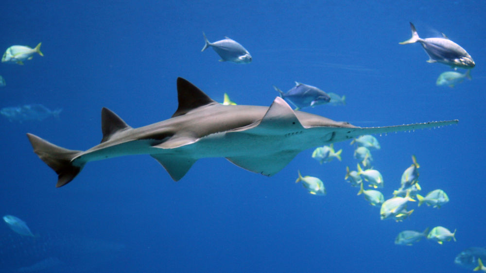 Le Poisson-scie symbolisme