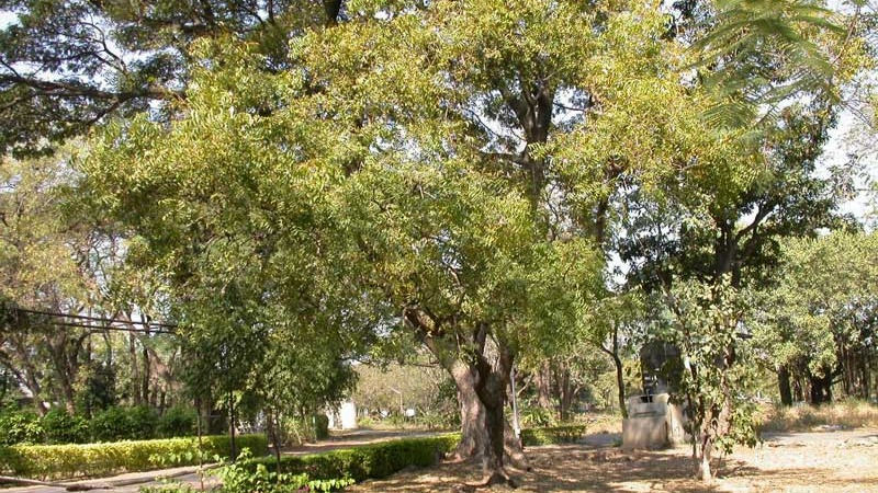 Le Margousier symbolisme