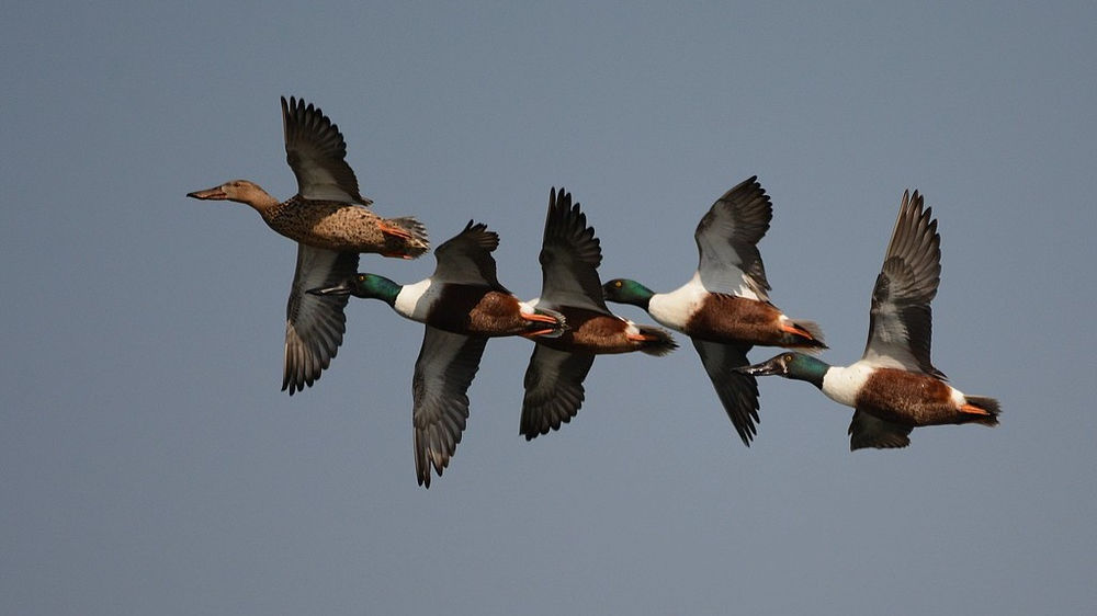 Le Canard symbolisme