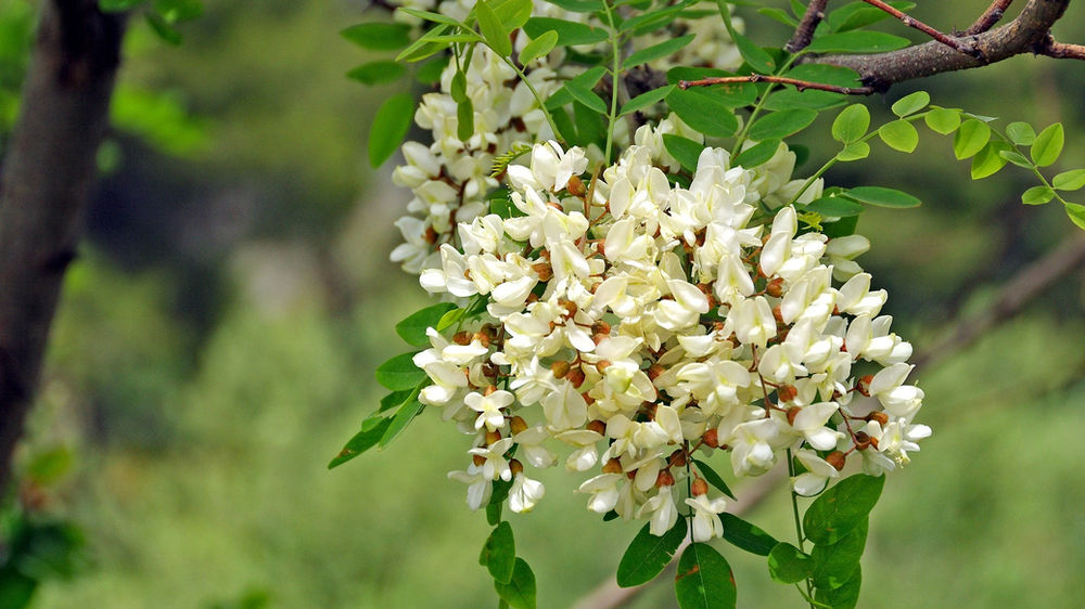 Le Robinier faux-acacia