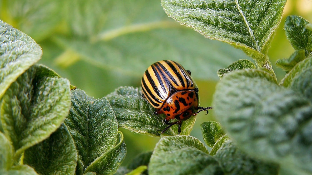 Le Doryphore symnbolisme
