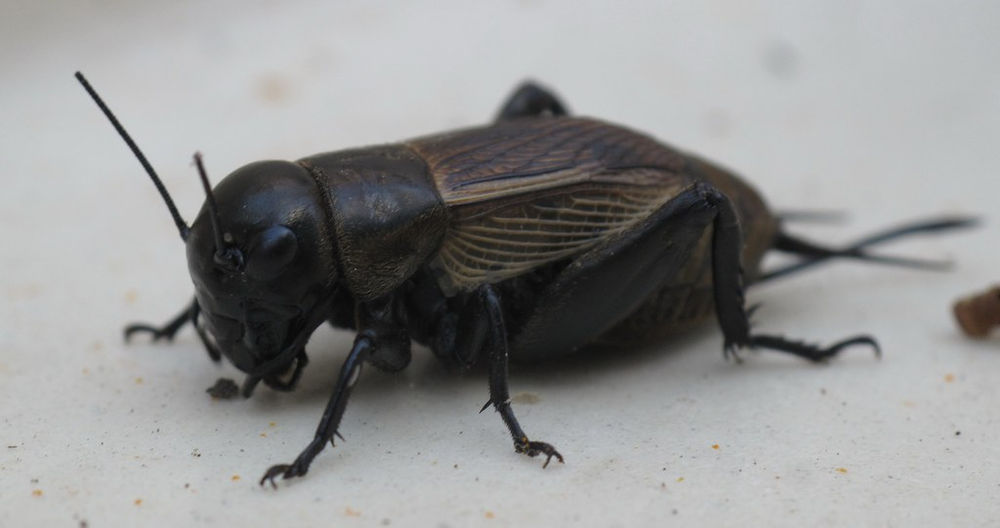 Le Grillon symbolisme