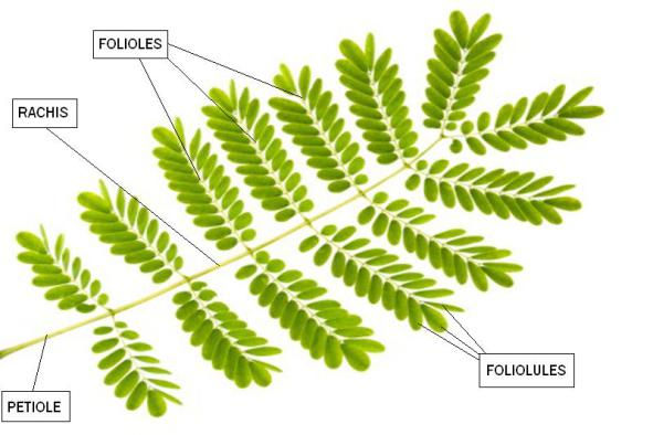 La Feuille symbolisme