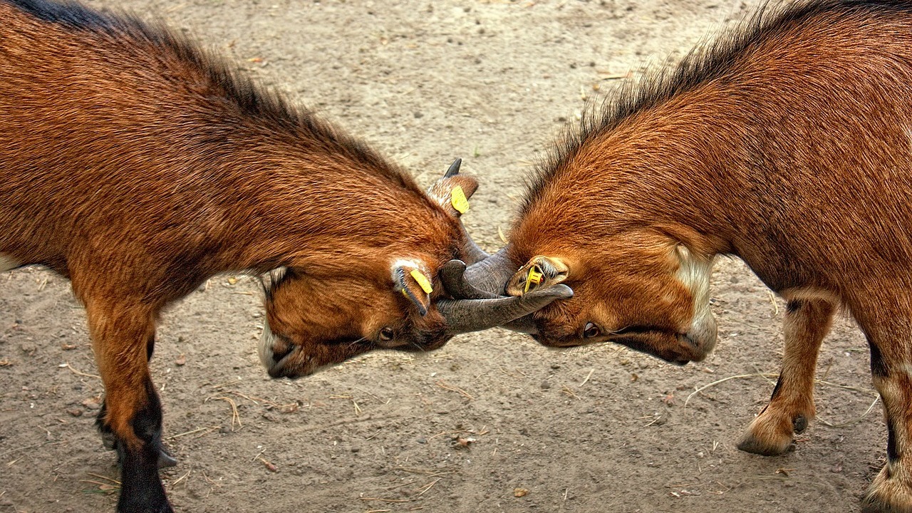 La Chèvre symbolisme