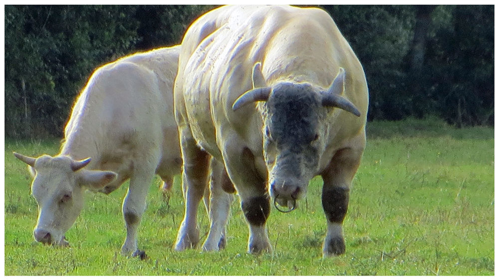 Le Taureau symbolisme