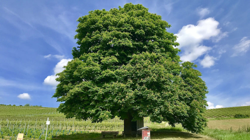 Le Marronnier symbolisme