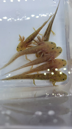 Copper Axolotl | WFA&E