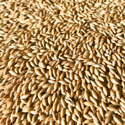 Contact Us | SpringHausagro.com