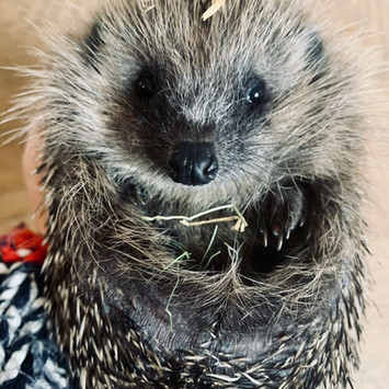 De egel | Egeltjes Opvang