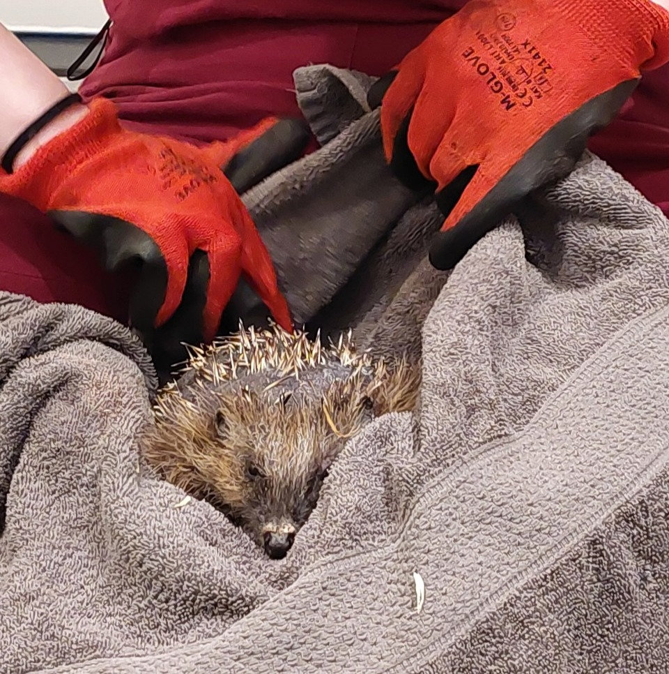 De egel met maar weinig stekels; Groentje