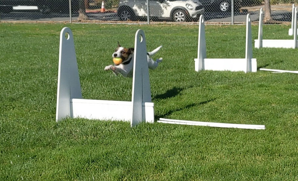Flyball Training Class | Fighting For Freedom Flyball Club