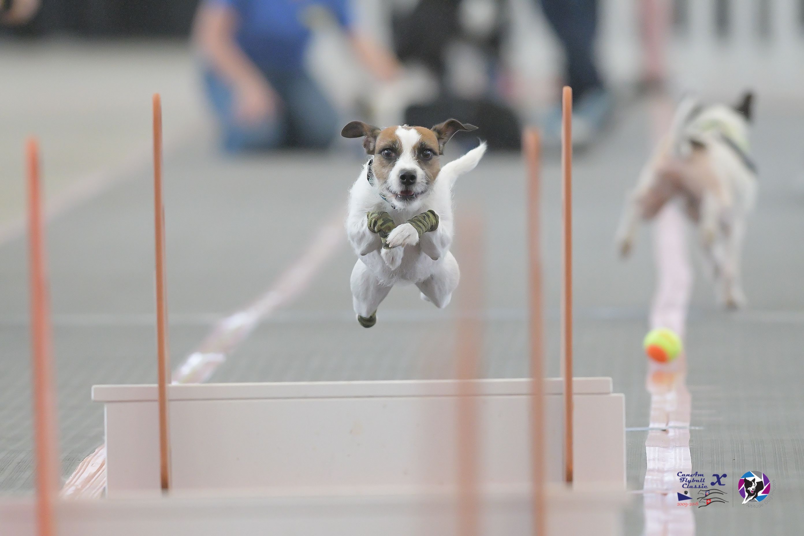 Flyball Training Class | Fighting For Freedom Flyball Club