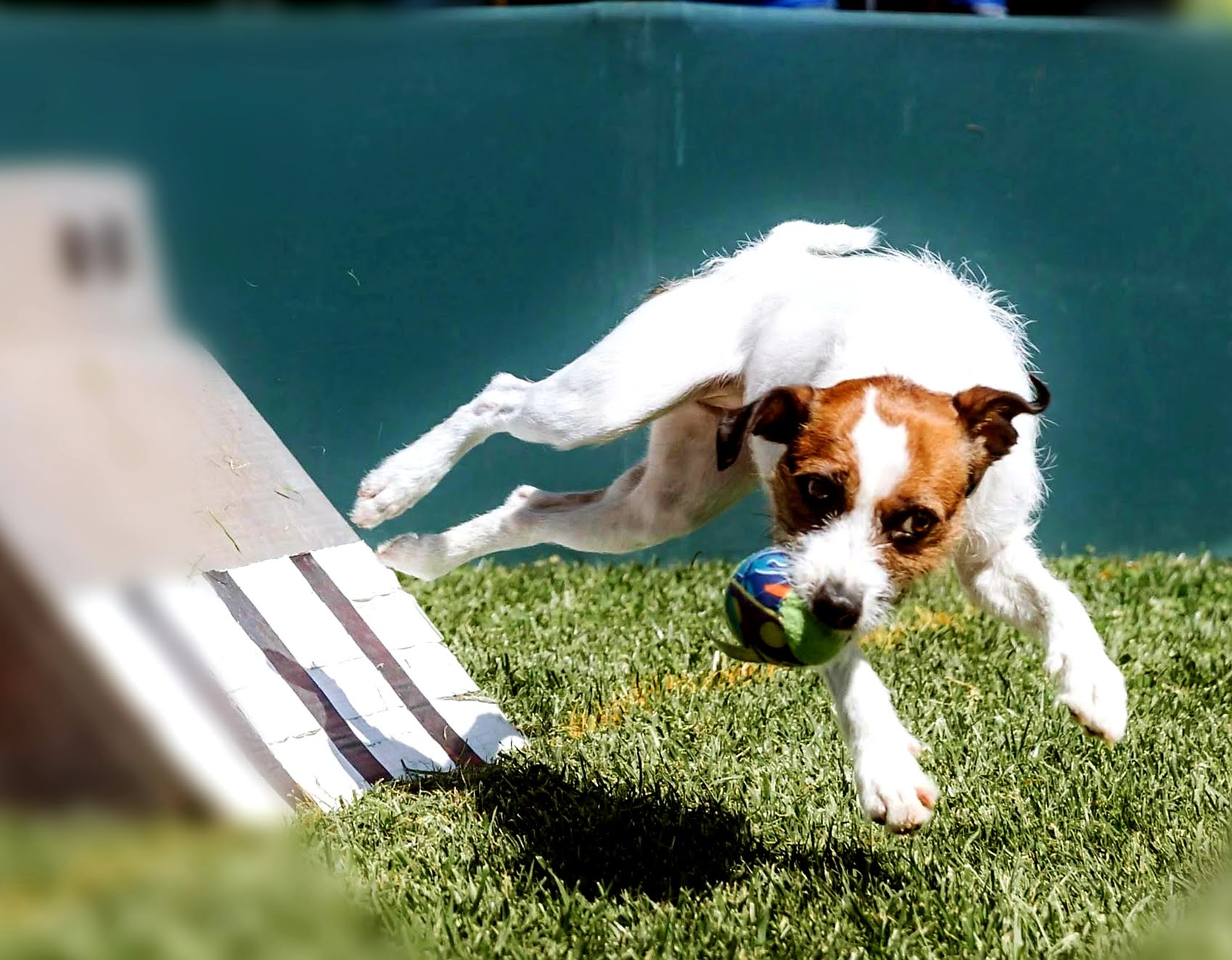 Flyball Training Class | Fighting For Freedom Flyball Club