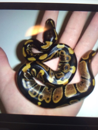 Normal ball python | Jays_exotic_pets