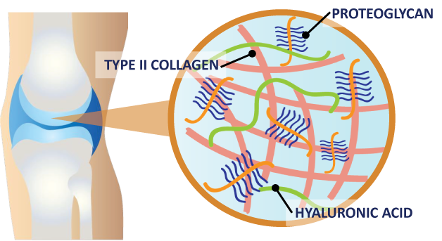 PROTEOGLYCAN | A JEWEL OF THE SEA