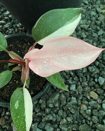 Indoor House Plants | Leaf Empire