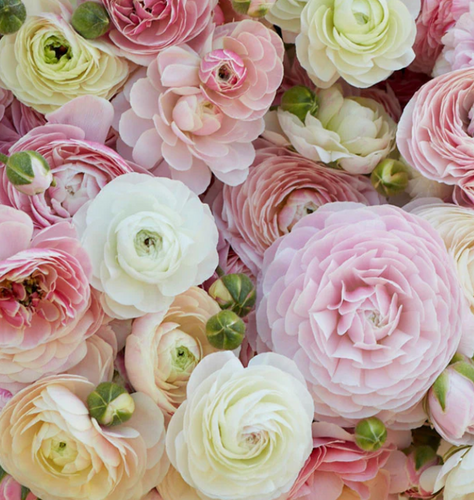 ranonkels 'porcelaine' (10 knolletjes) | plukatelier