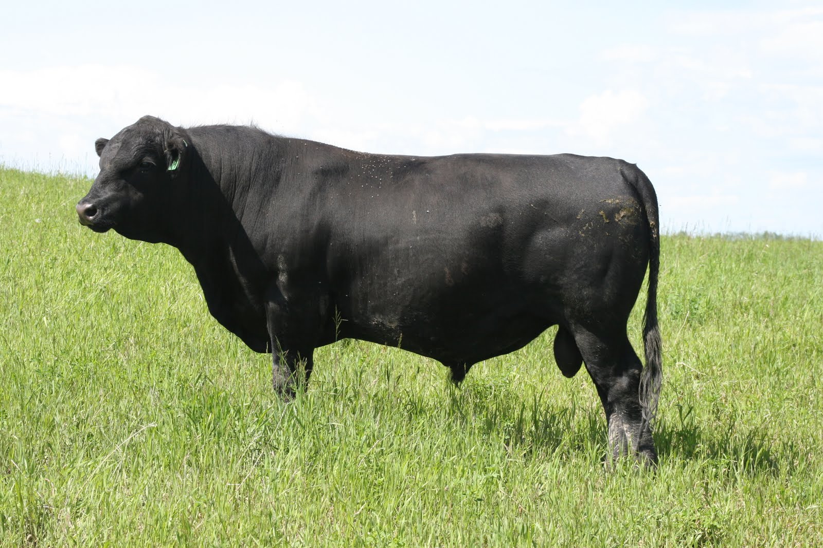 BULL SALES | venator-ranch-ltd