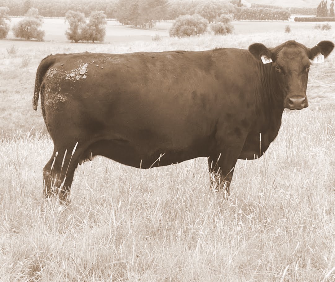 SEMEN SALES | venator-ranch-ltd