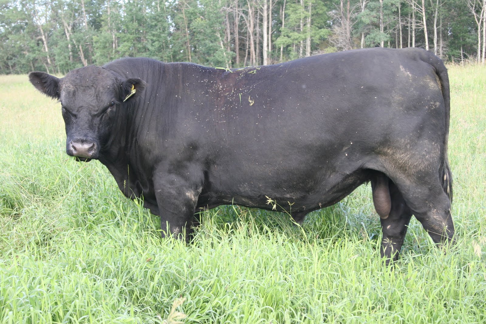 CATTLE | venator-ranch-ltd