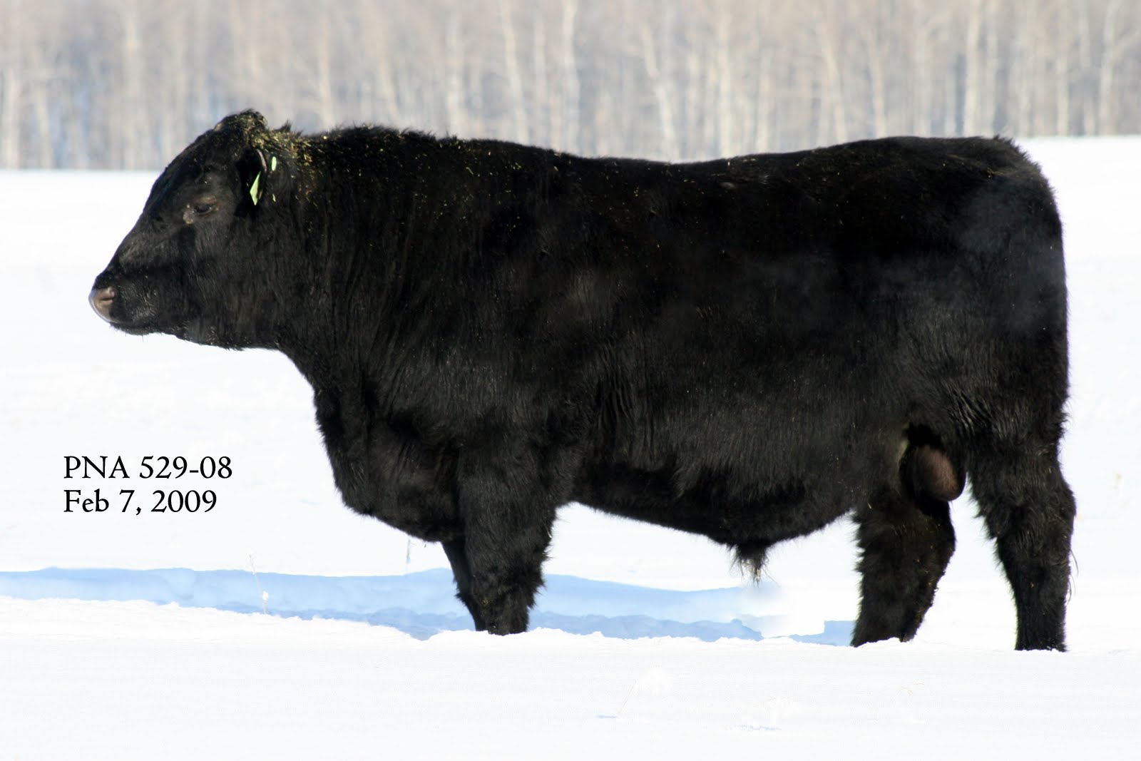 BULL SALES | venator-ranch-ltd