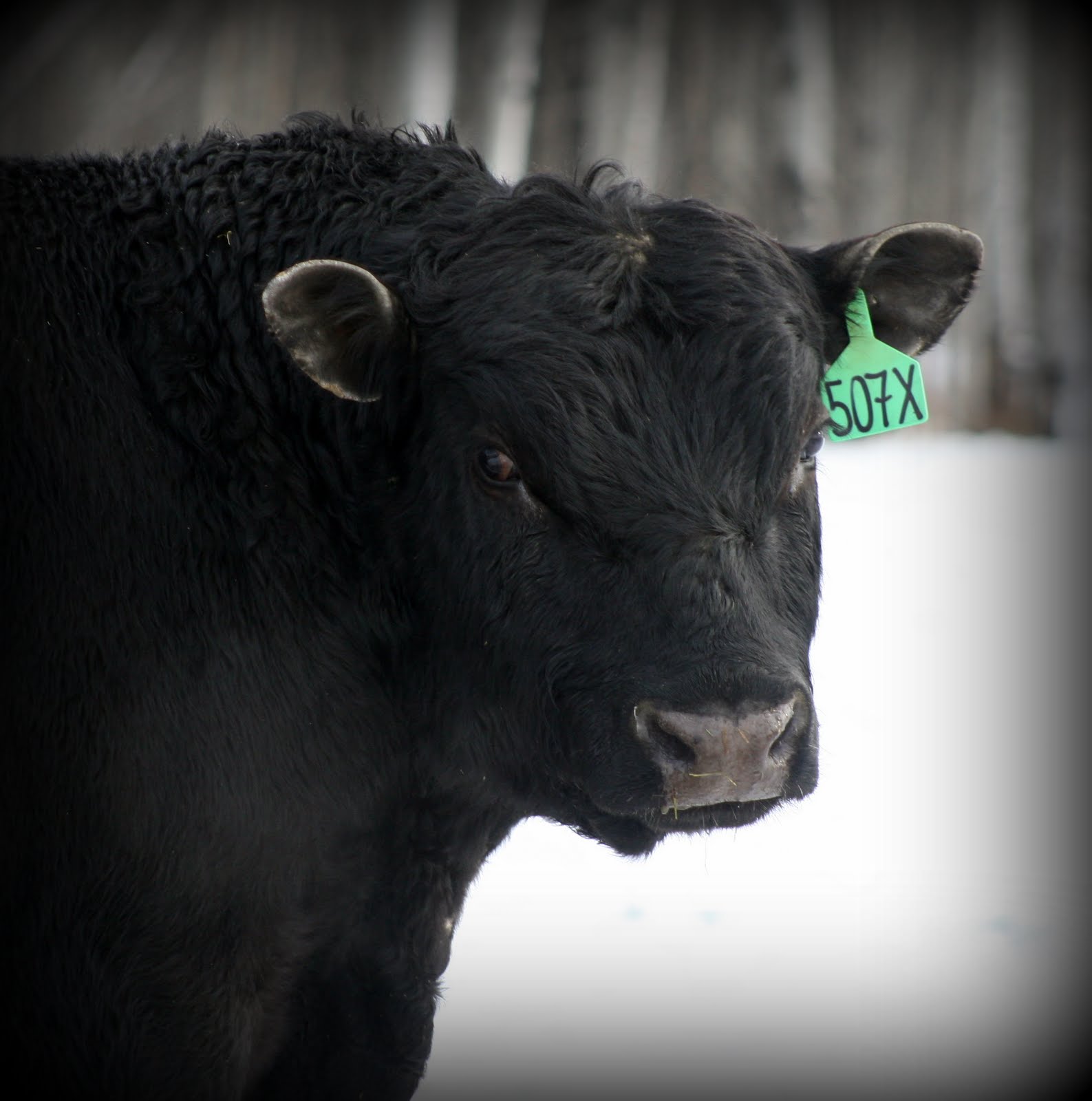 CATTLE | venator-ranch-ltd