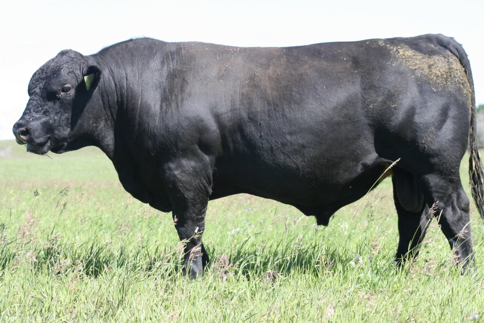 BULL SALES | venator-ranch-ltd